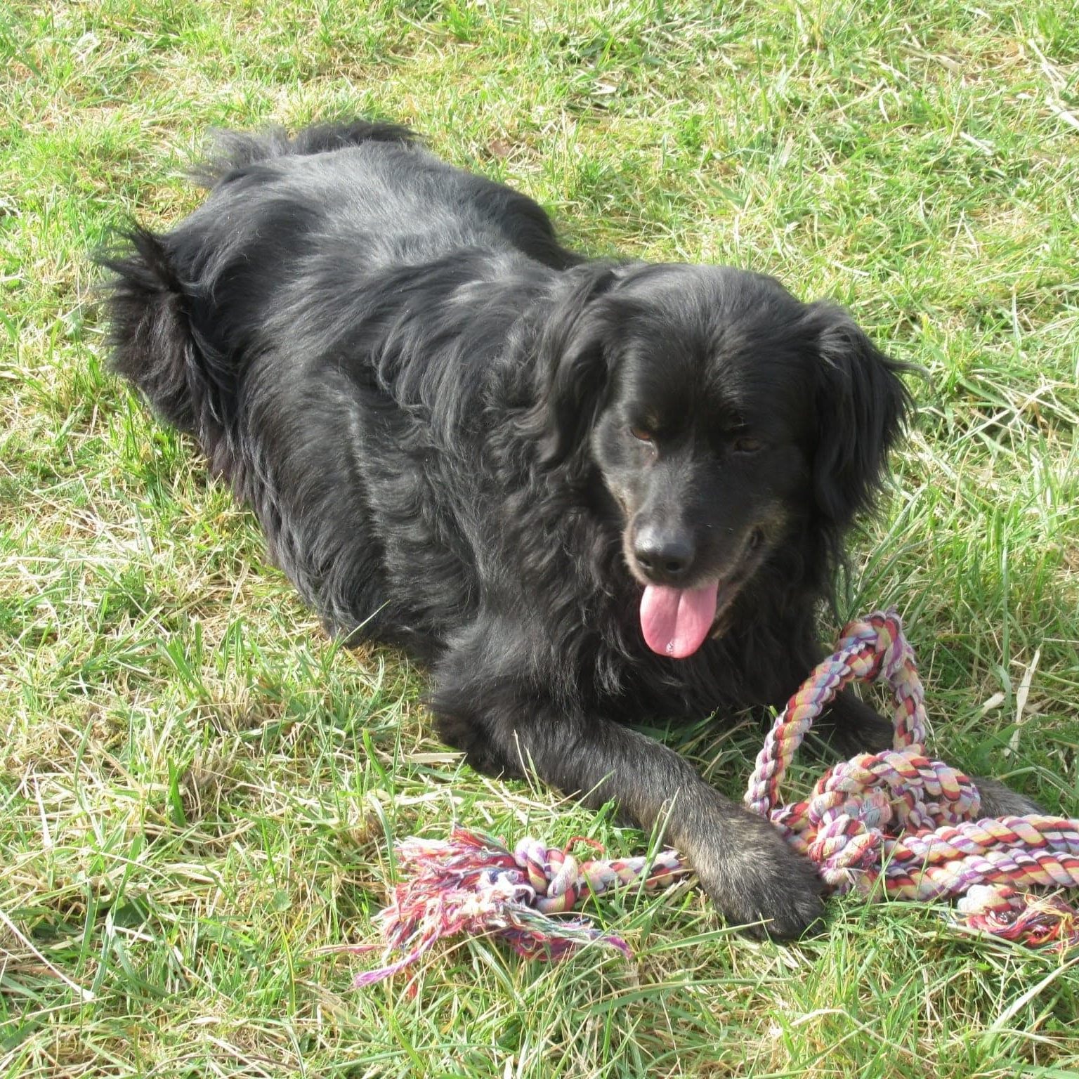 Contact Us | Dog play park | Terrain de jeux pour chiens | La Charente ...